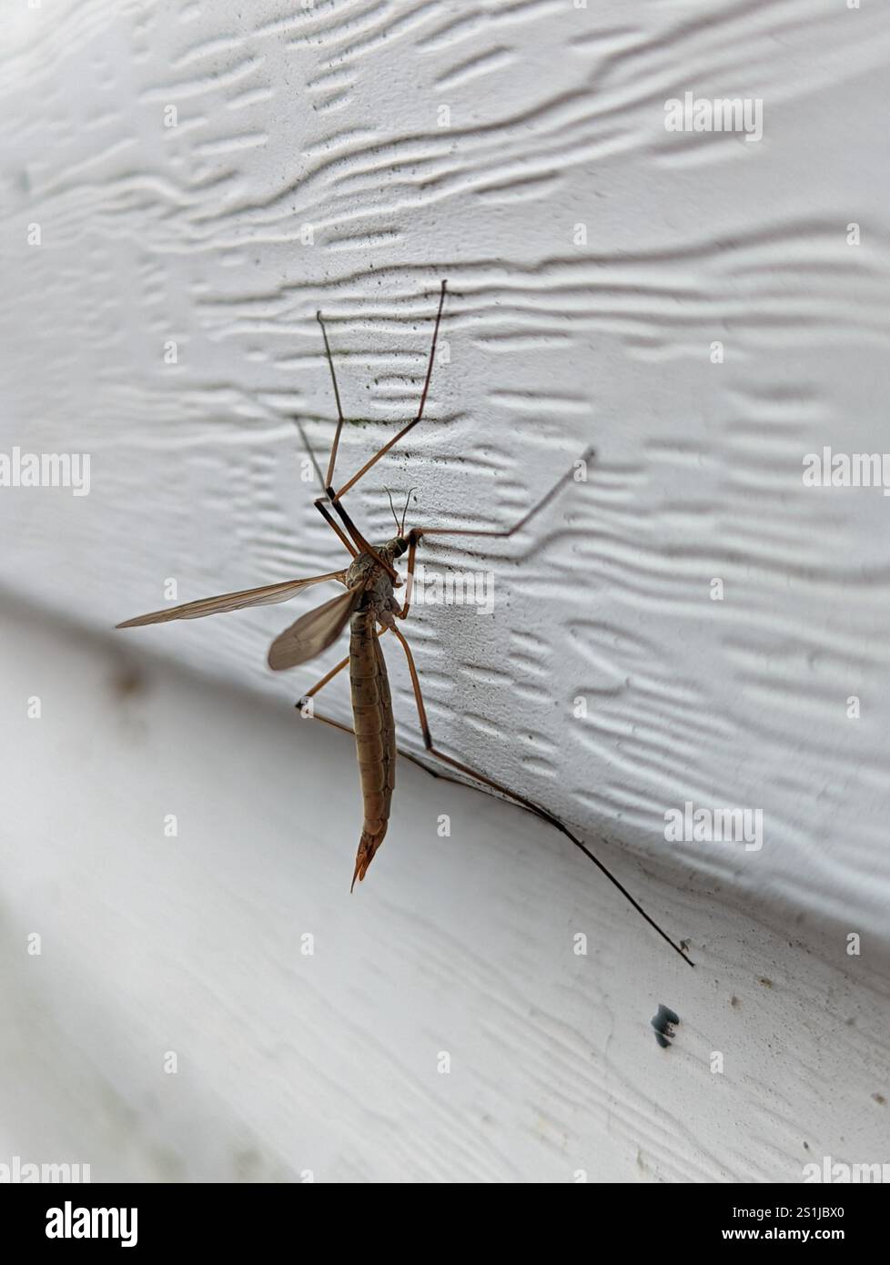 European Crane Fly (Tipula paludosa Stock Photo - Alamy