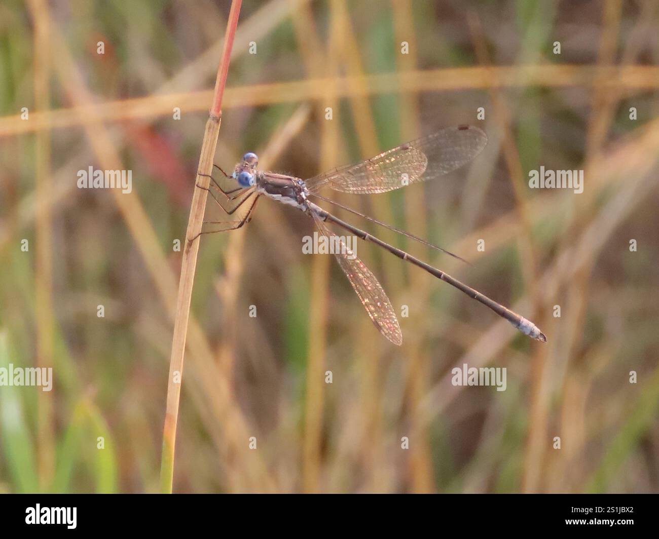 Spotted Spreadwing (Lestes congener Stock Photo - Alamy