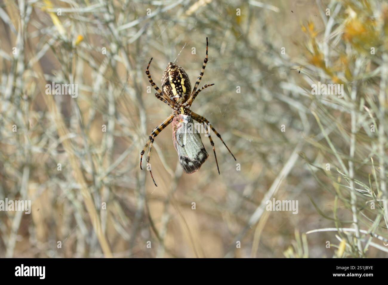 Banded Garden Spider (Argiope trifasciata Stock Photo - Alamy