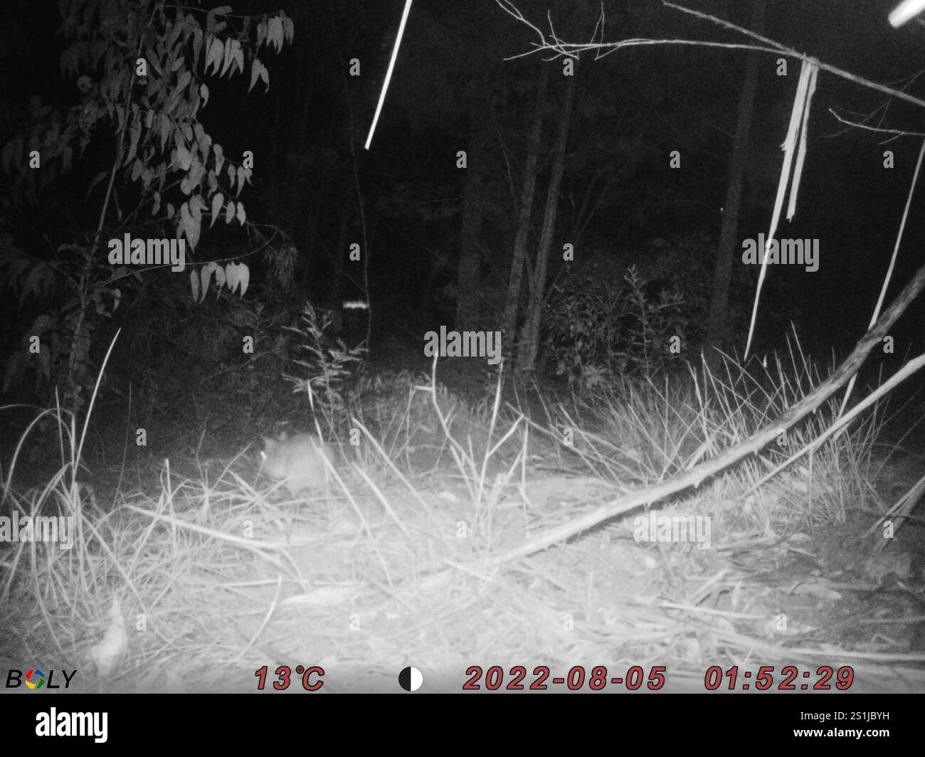 Long-nosed Bandicoot (Perameles nasuta Stock Photo - Alamy
