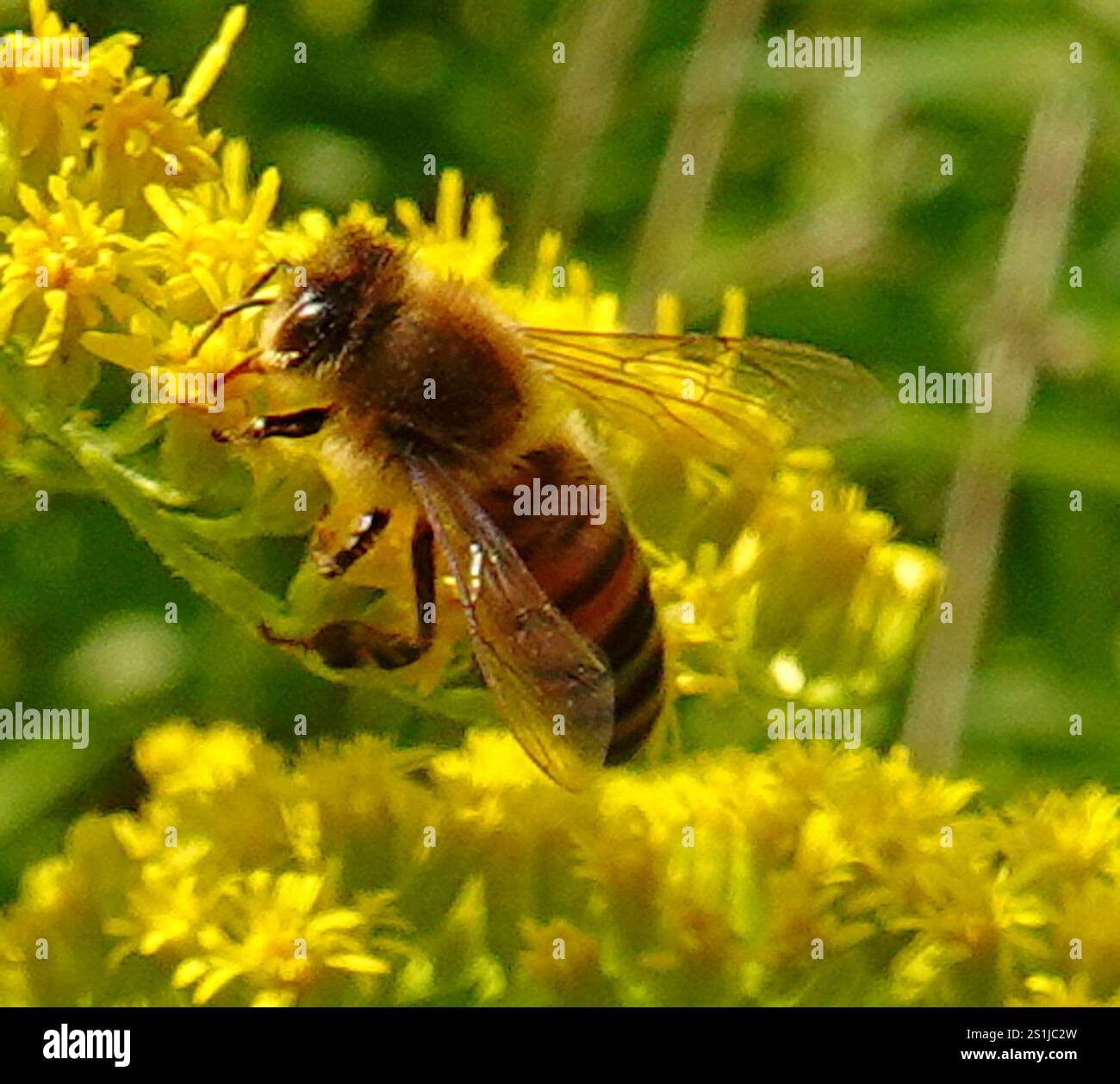Western Honey Bee (Apis mellifera Stock Photo - Alamy