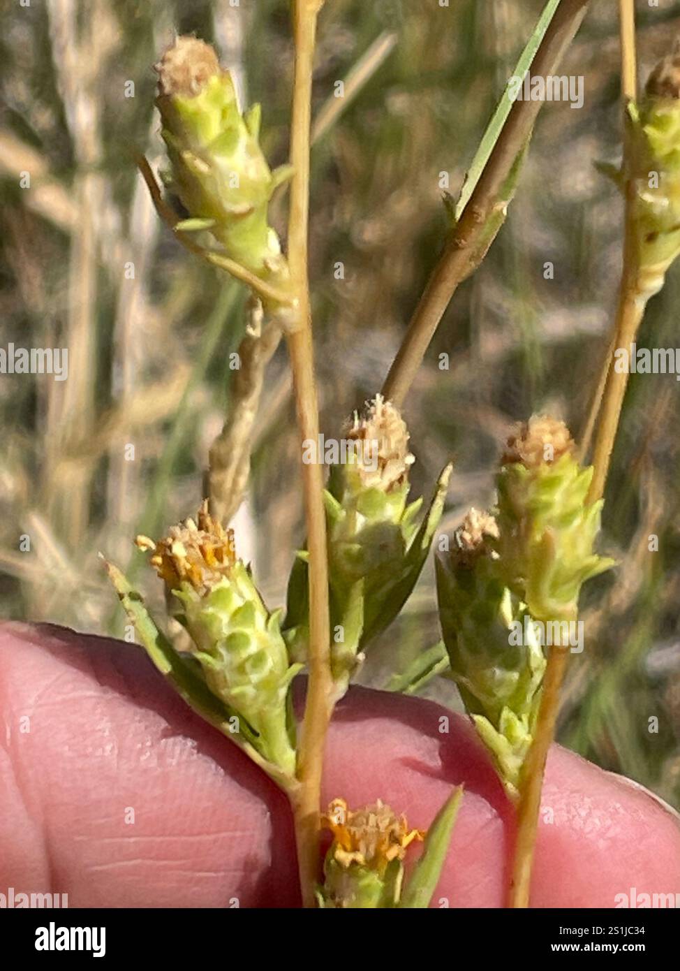 clustered goldenweed (Pyrrocoma racemosa Stock Photo - Alamy