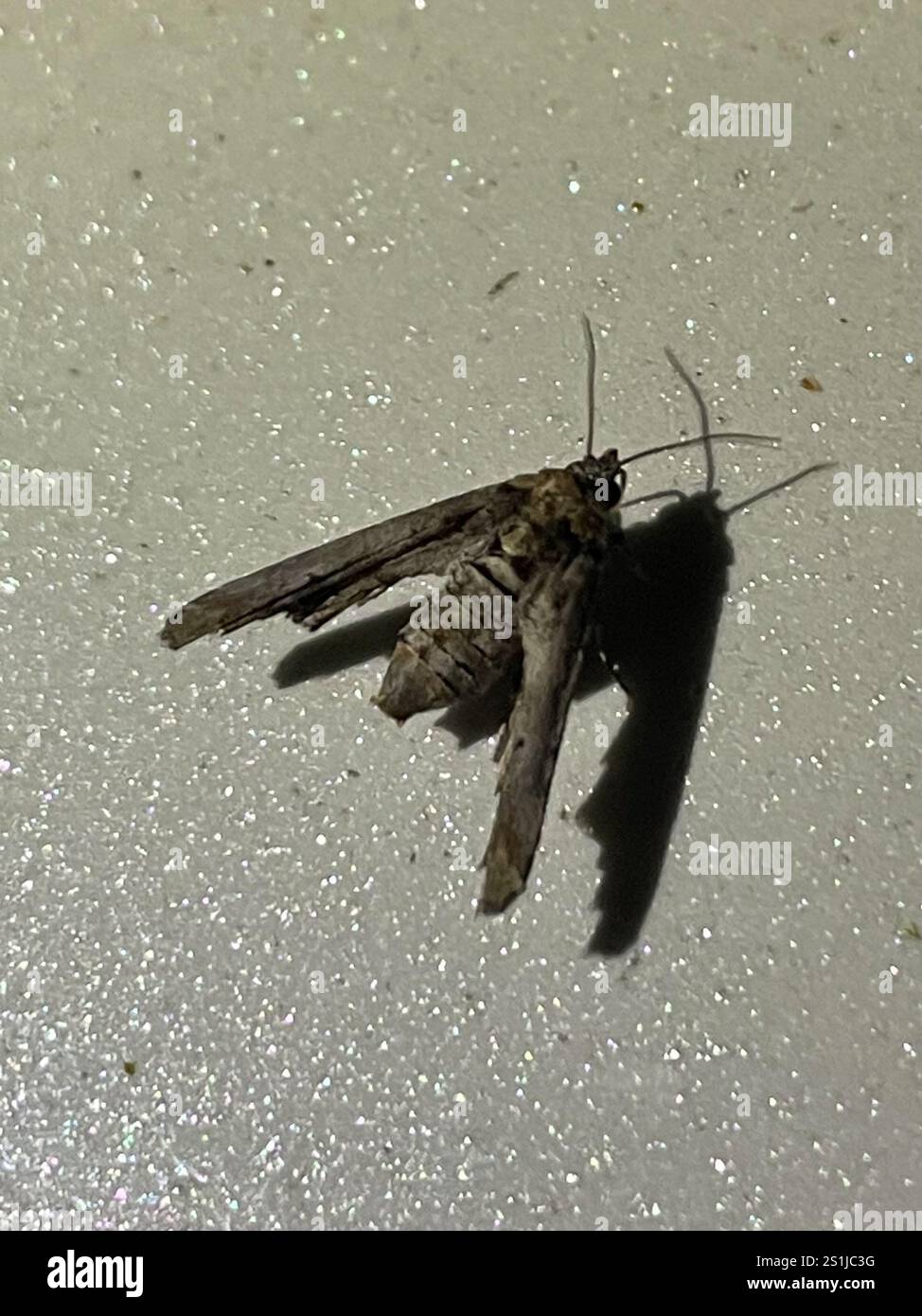 Dark Marathyssa Moth (Marathyssa inficita Stock Photo - Alamy