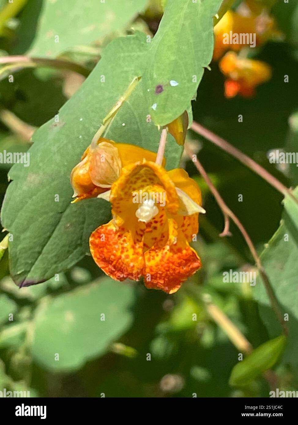 common jewelweed (Impatiens capensis Stock Photo - Alamy