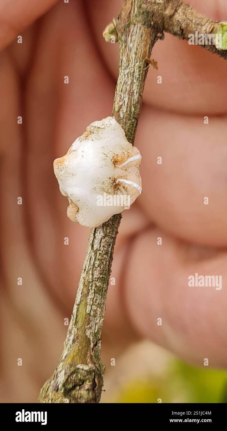 Wax Scales (Ceroplastes Stock Photo - Alamy