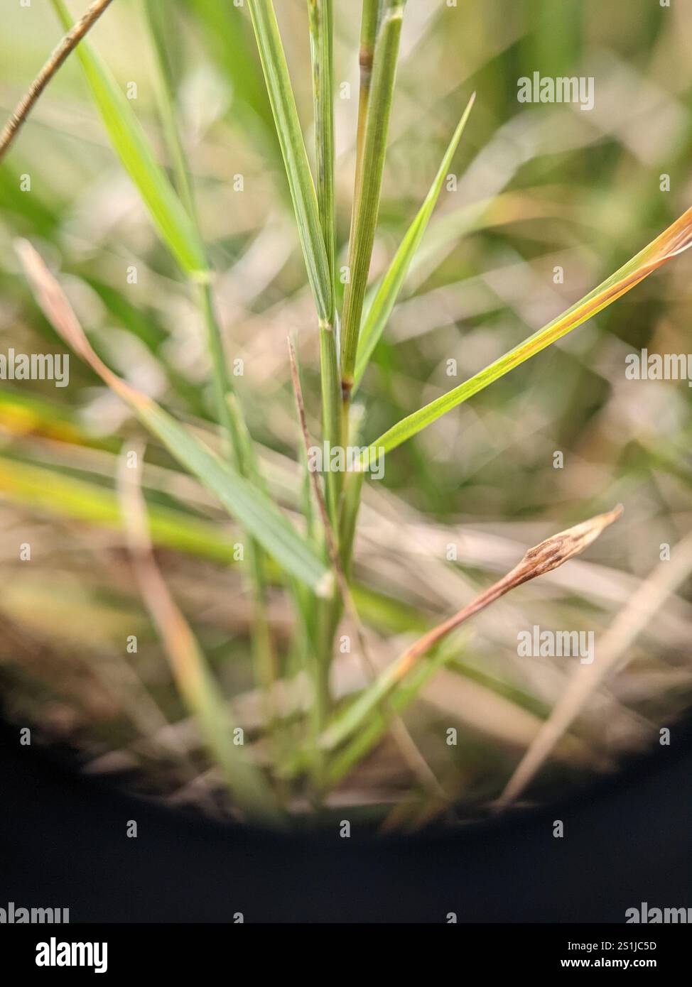 nimblewill (Muhlenbergia schreberi Stock Photo - Alamy