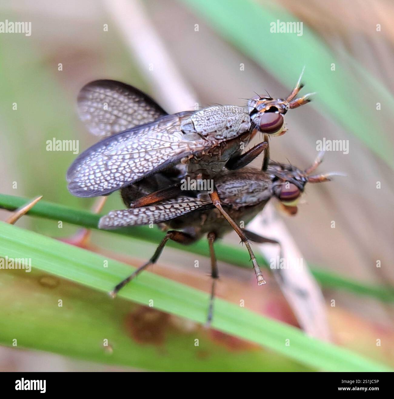 Sieve-winged Snailkiller (Coremacera marginata Stock Photo - Alamy