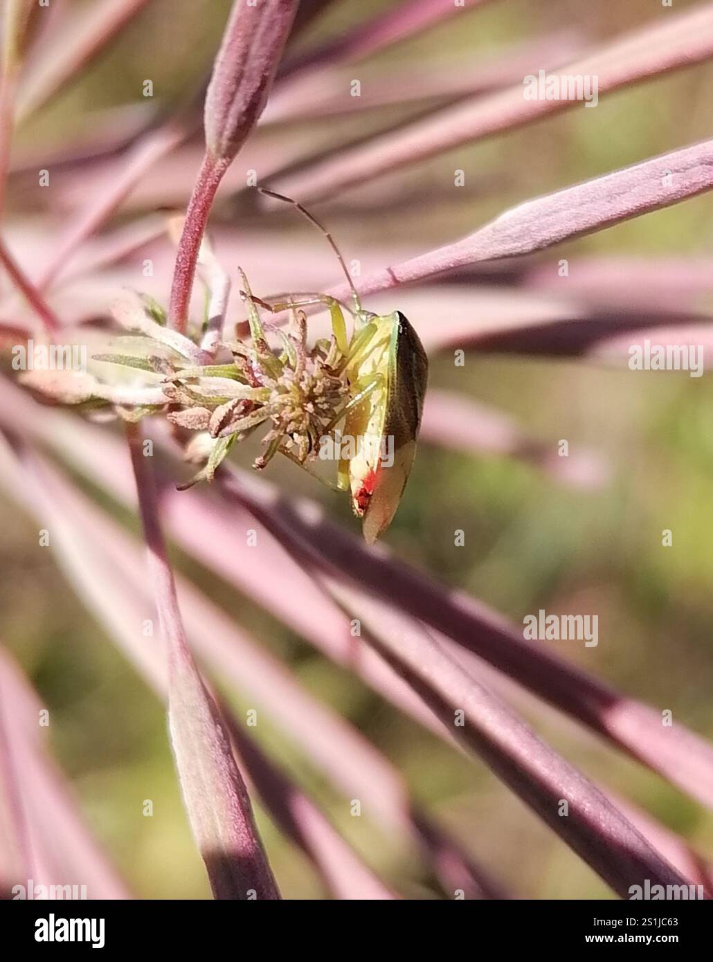 Birch Shield Bug (Elasmostethus interstinctus Stock Photo - Alamy