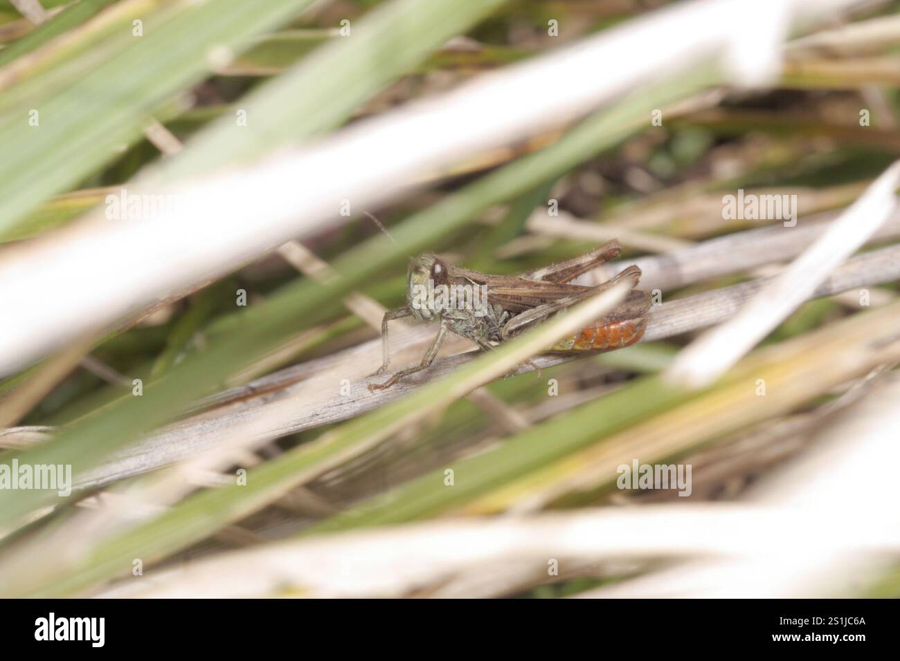 Bow-winged Grasshopper (Chorthippus biguttulus Stock Photo - Alamy