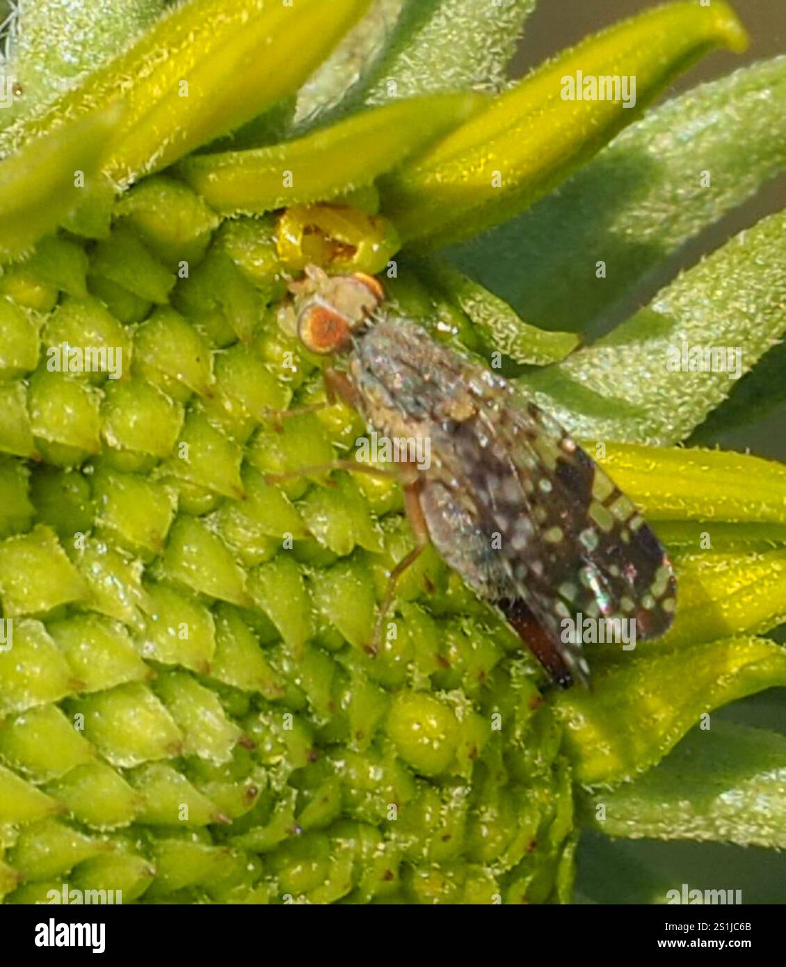 Sunflower Seed Maggot (Neotephritis finalis Stock Photo - Alamy
