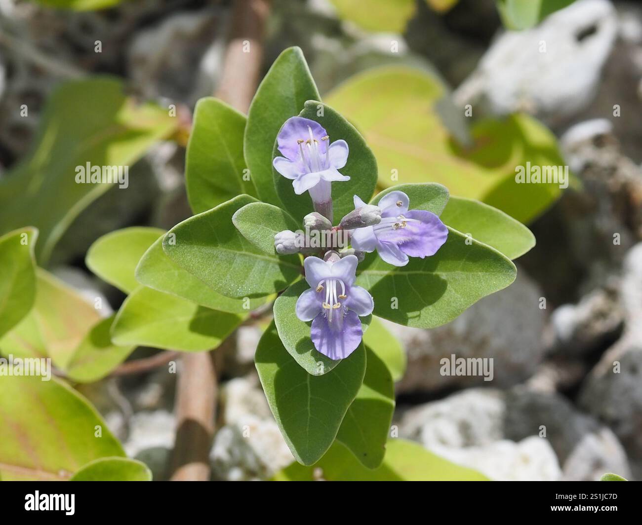 Beach Vitex (Vitex rotundifolia Stock Photo - Alamy