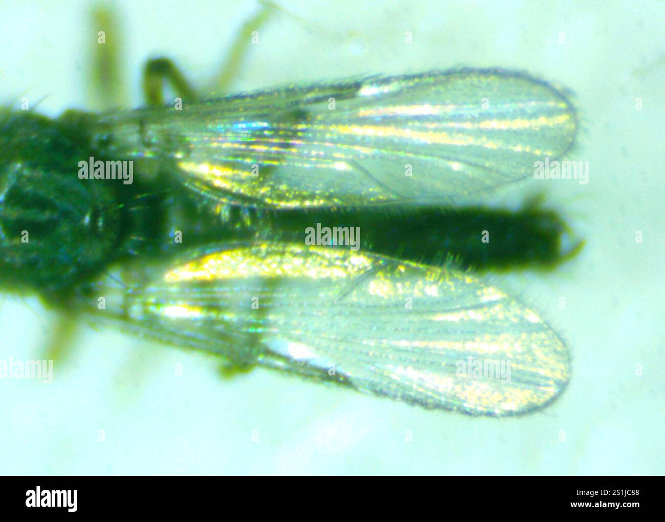 Biting Midges (Ceratopogonidae Stock Photo - Alamy