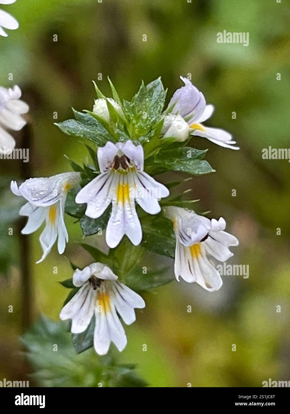 Common Eyebright (Euphrasia nemorosa Stock Photo - Alamy