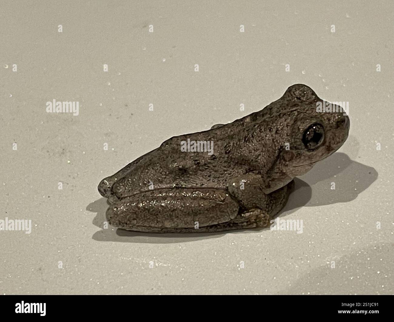 Peron's Tree Frog (Litoria peronii Stock Photo - Alamy