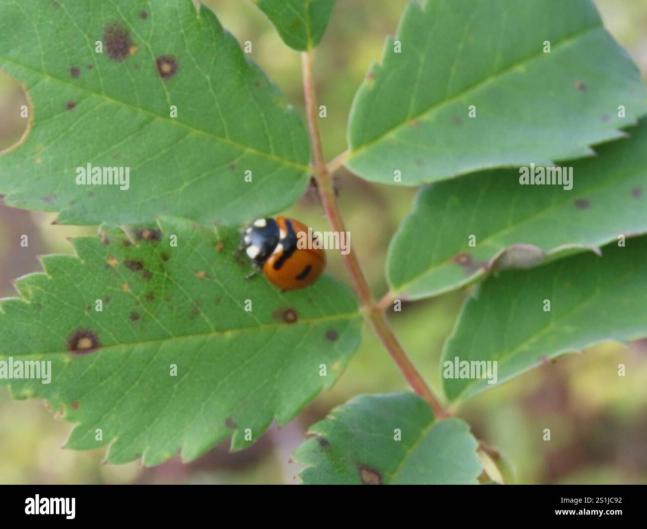 Transverse Lady Beetle (Coccinella transversoguttata Stock Photo - Alamy