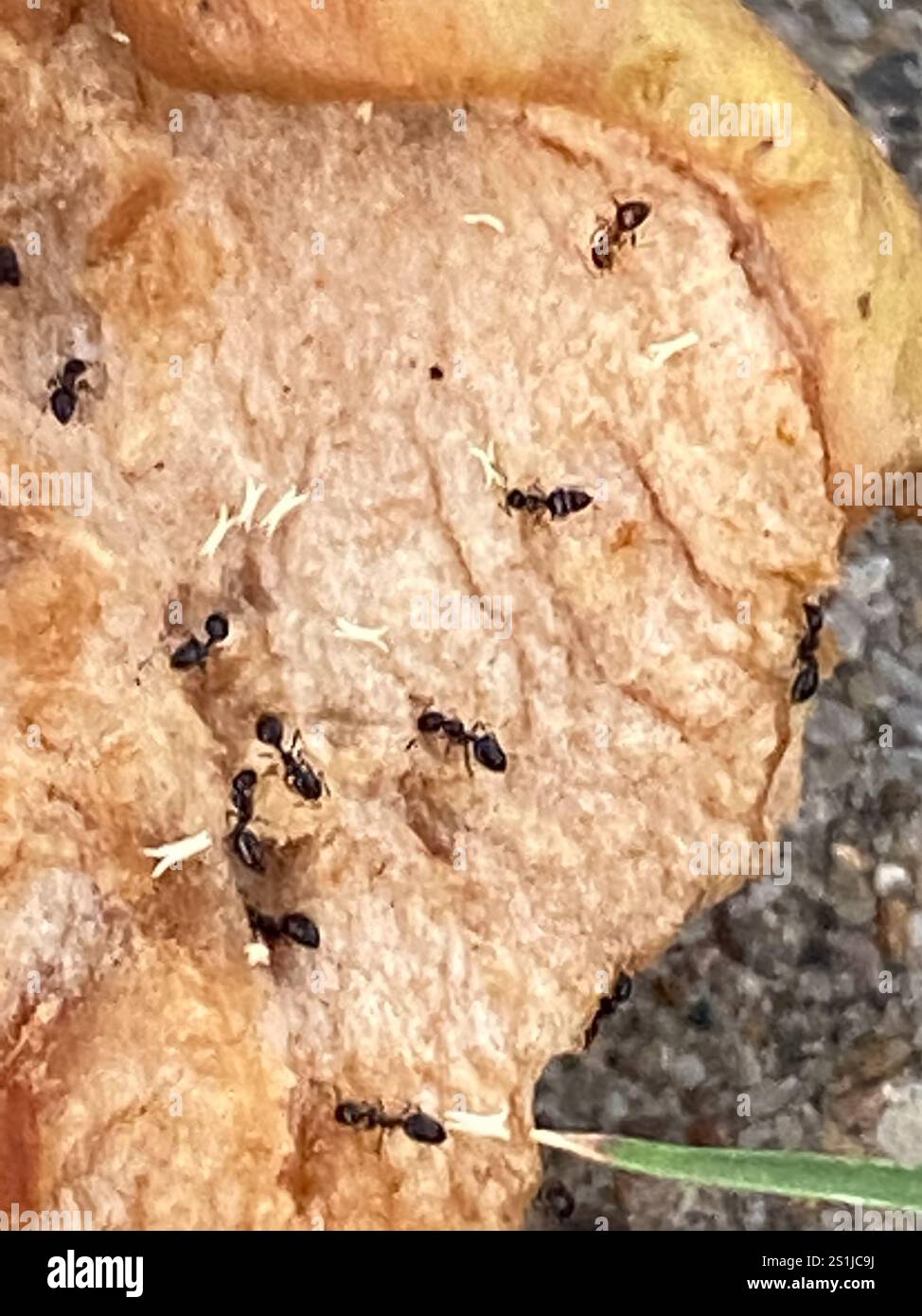 Common Trailing Ant (Monomorium minimum Stock Photo - Alamy