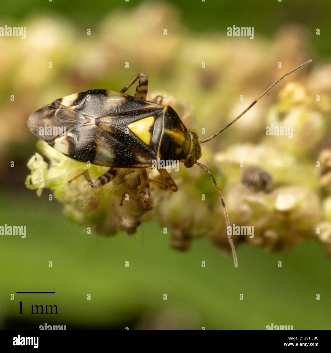 Three Spotted Nettle Bug (Liocoris tripustulatus Stock Photo - Alamy