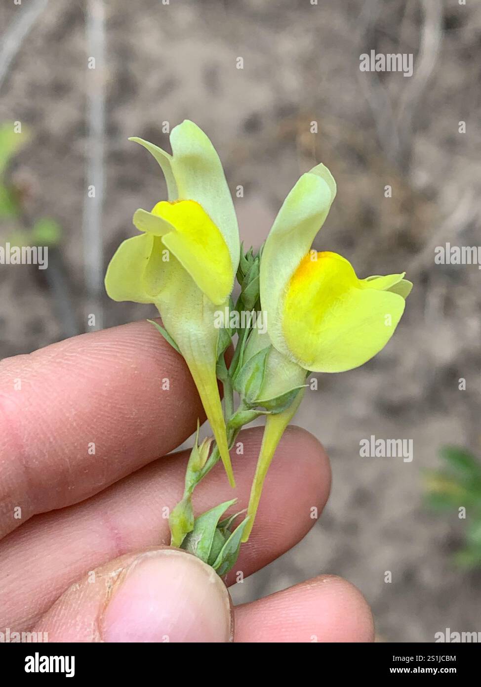 Balkan toadflax (Linaria dalmatica Stock Photo - Alamy