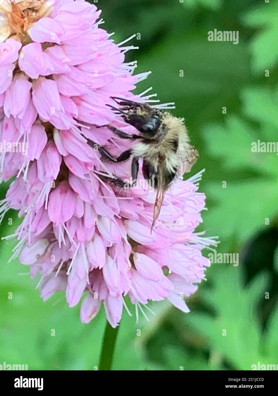 Common Carder Bumble Bee (Bombus pascuorum Stock Photo - Alamy