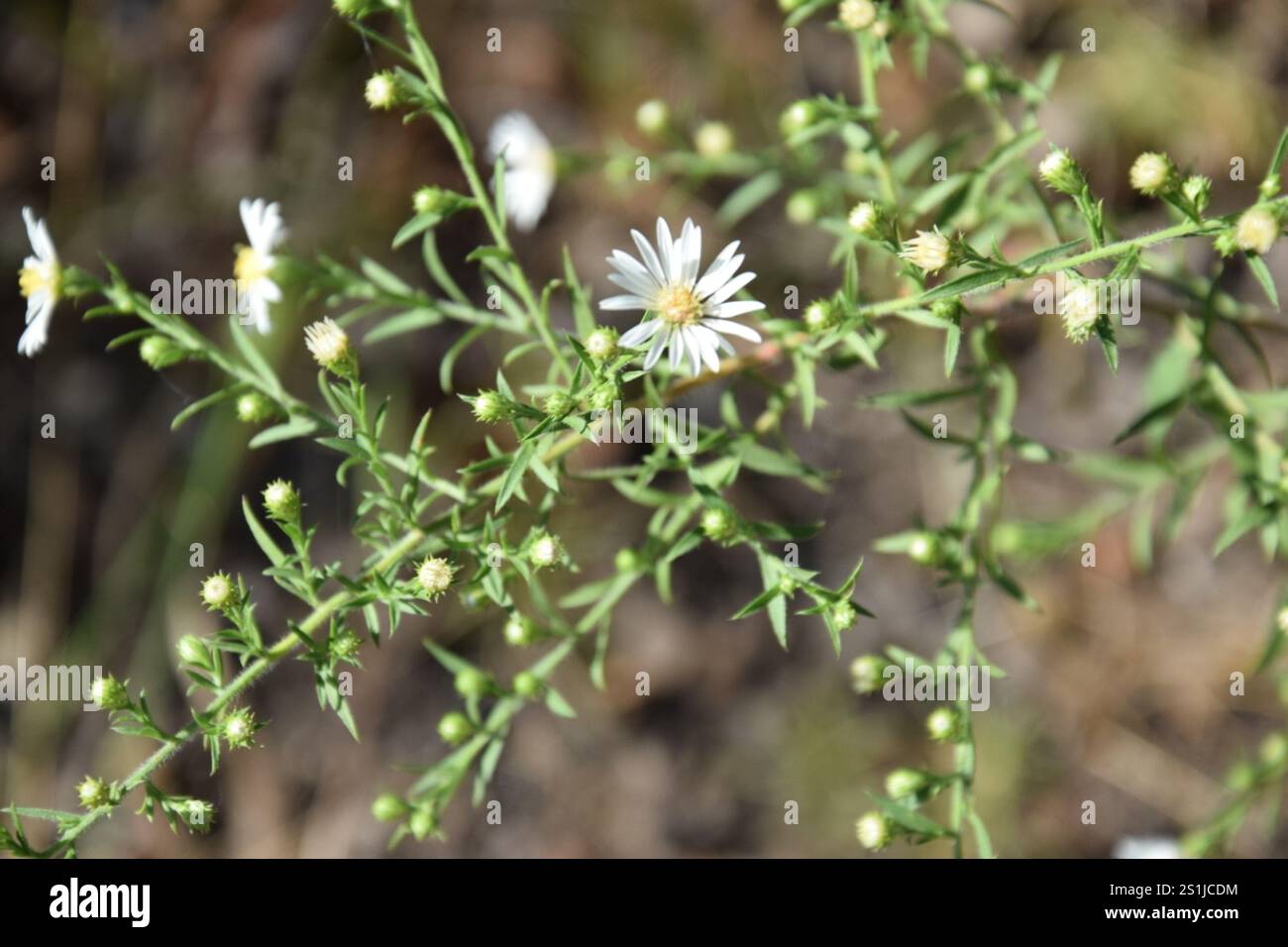 hairy white oldfield aster (Symphyotrichum pilosum Stock Photo - Alamy