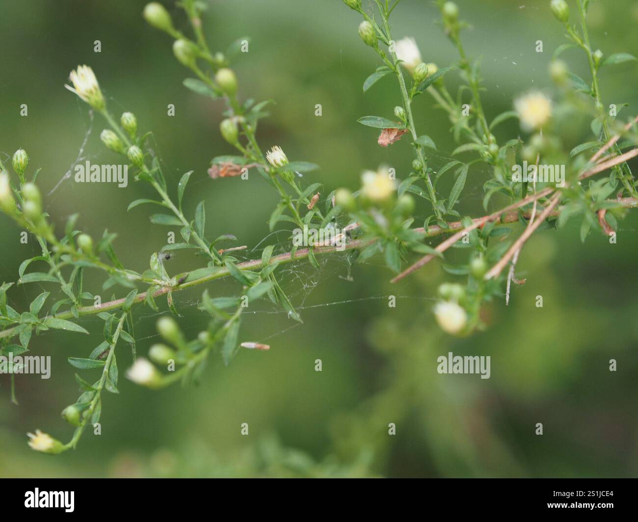 Small White Aster (Symphyotrichum racemosum Stock Photo - Alamy