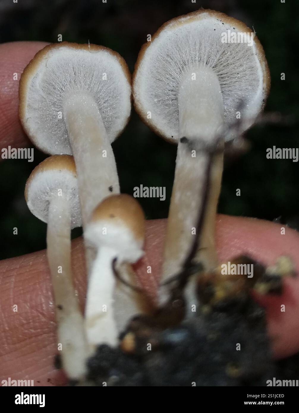 Common Stump Brittlestem (Psathyrella piluliformis Stock Photo - Alamy