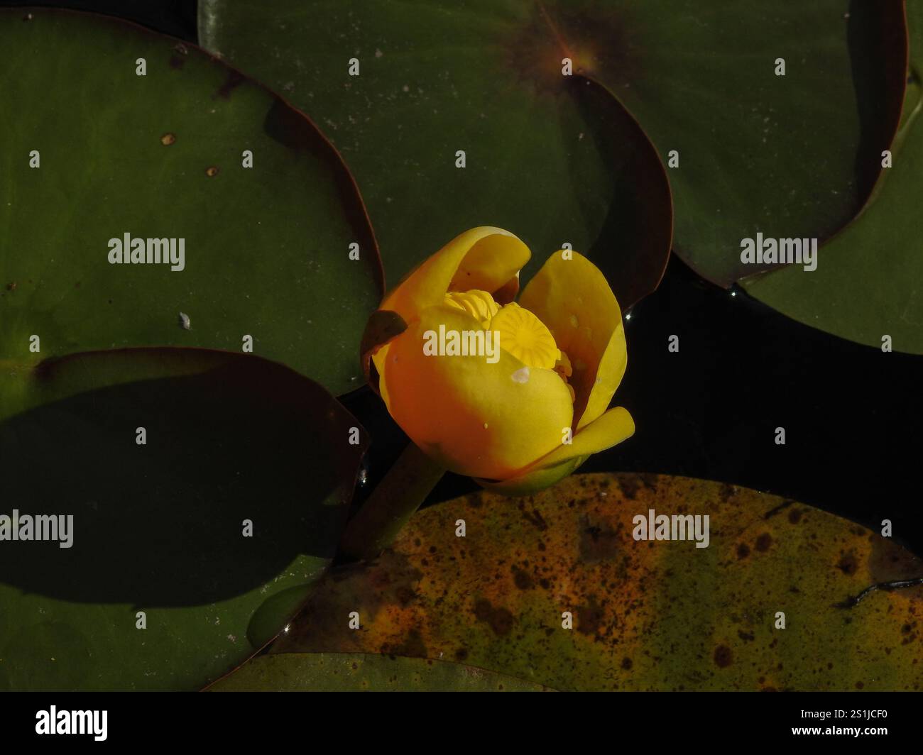 Variegated Yellow Pond-Lily (Nuphar variegata Stock Photo - Alamy