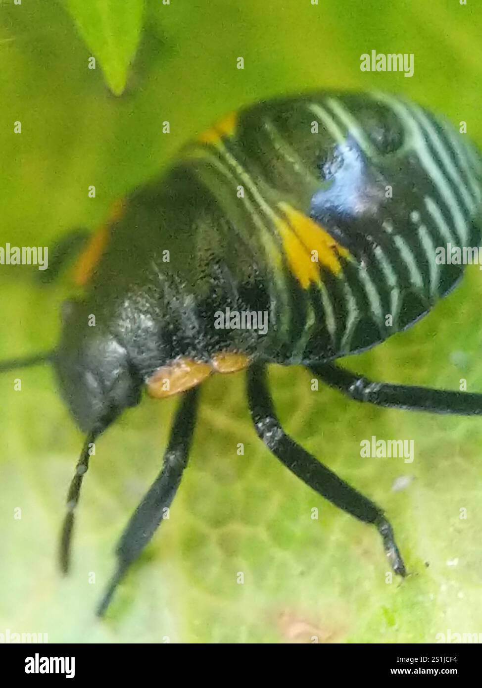 Green Stink Bug (Chinavia hilaris Stock Photo - Alamy