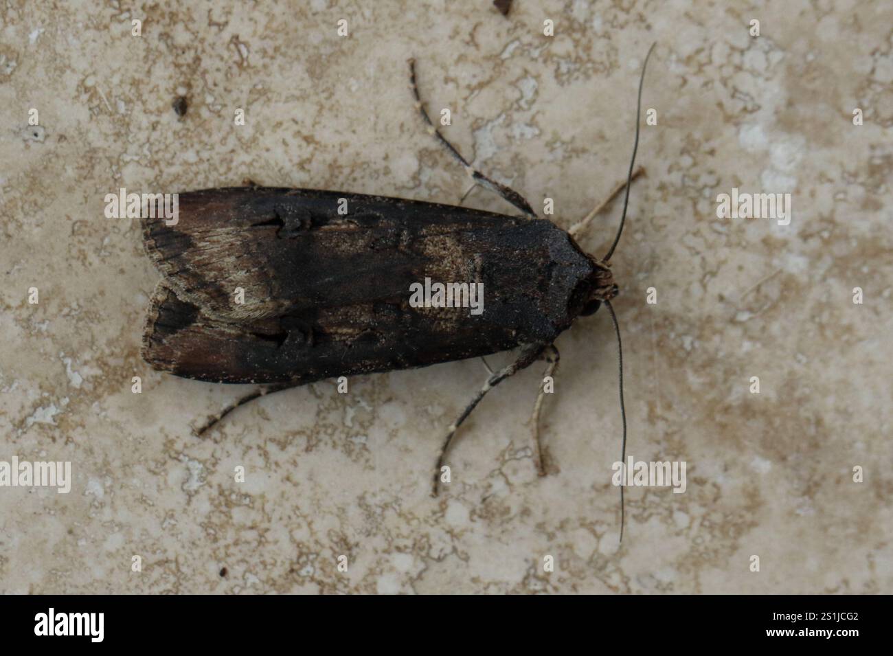 Ipsilon Dart Moth (Agrotis ipsilon Stock Photo - Alamy