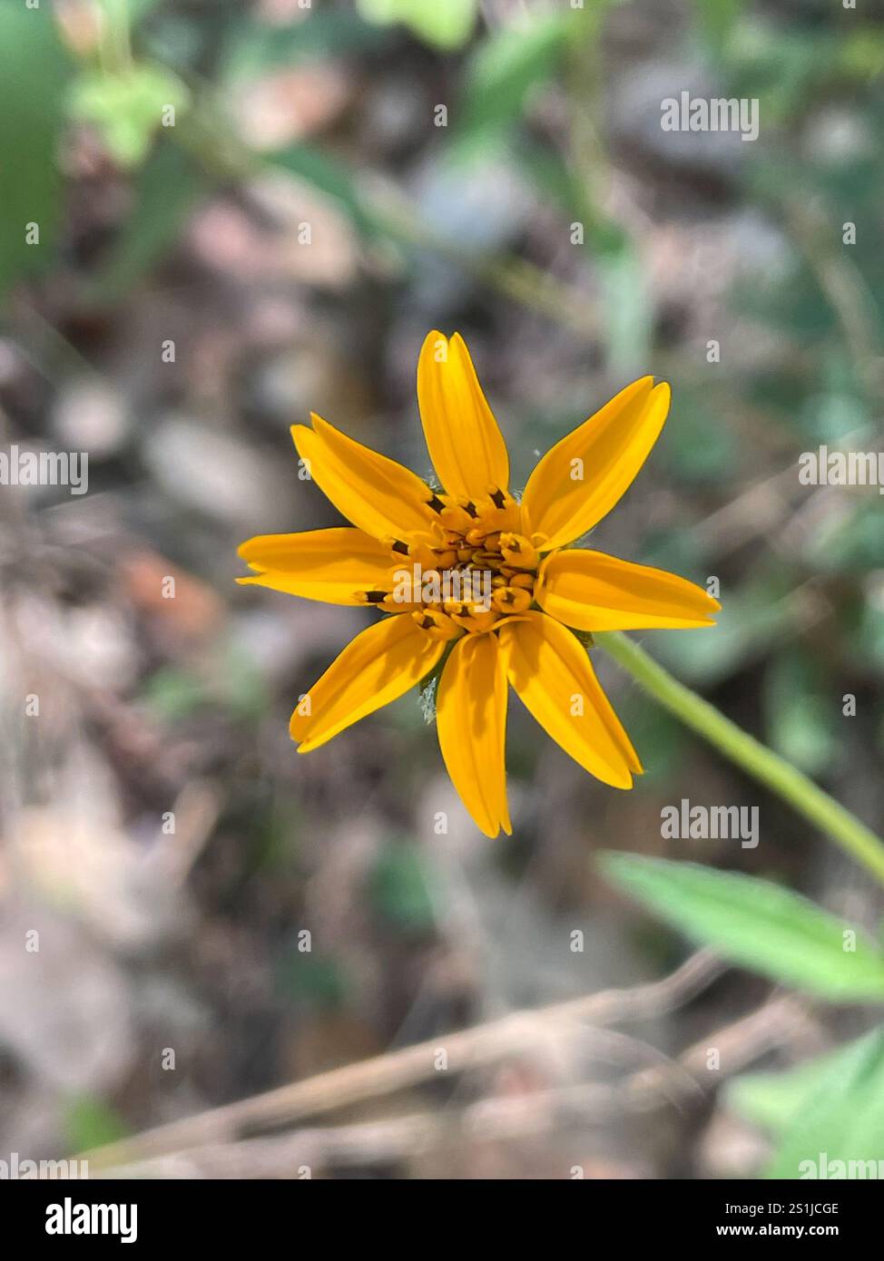 Texas creeping-oxeye (Wedelia hispida Stock Photo - Alamy