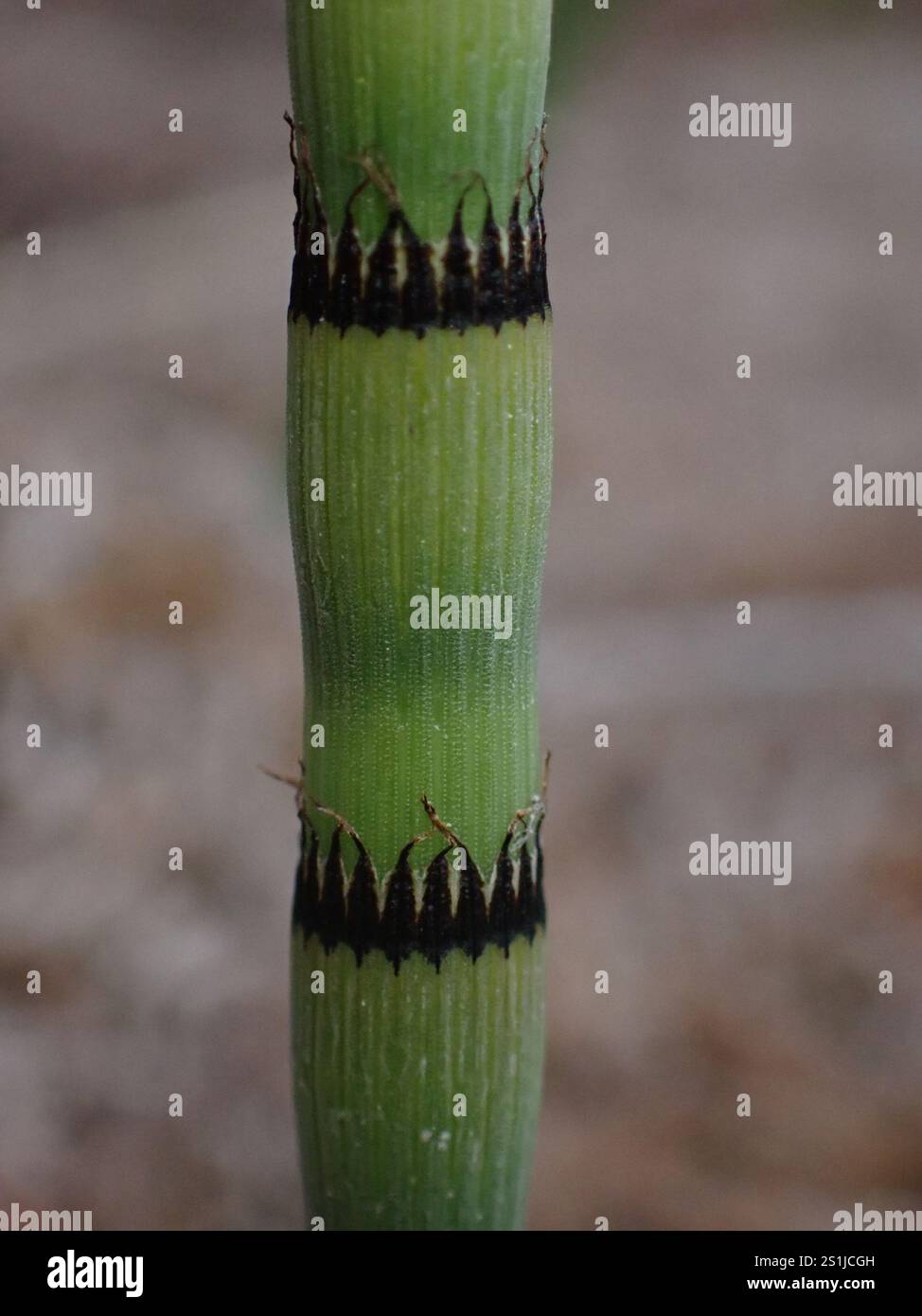 rough horsetail (Equisetum hyemale Stock Photo - Alamy