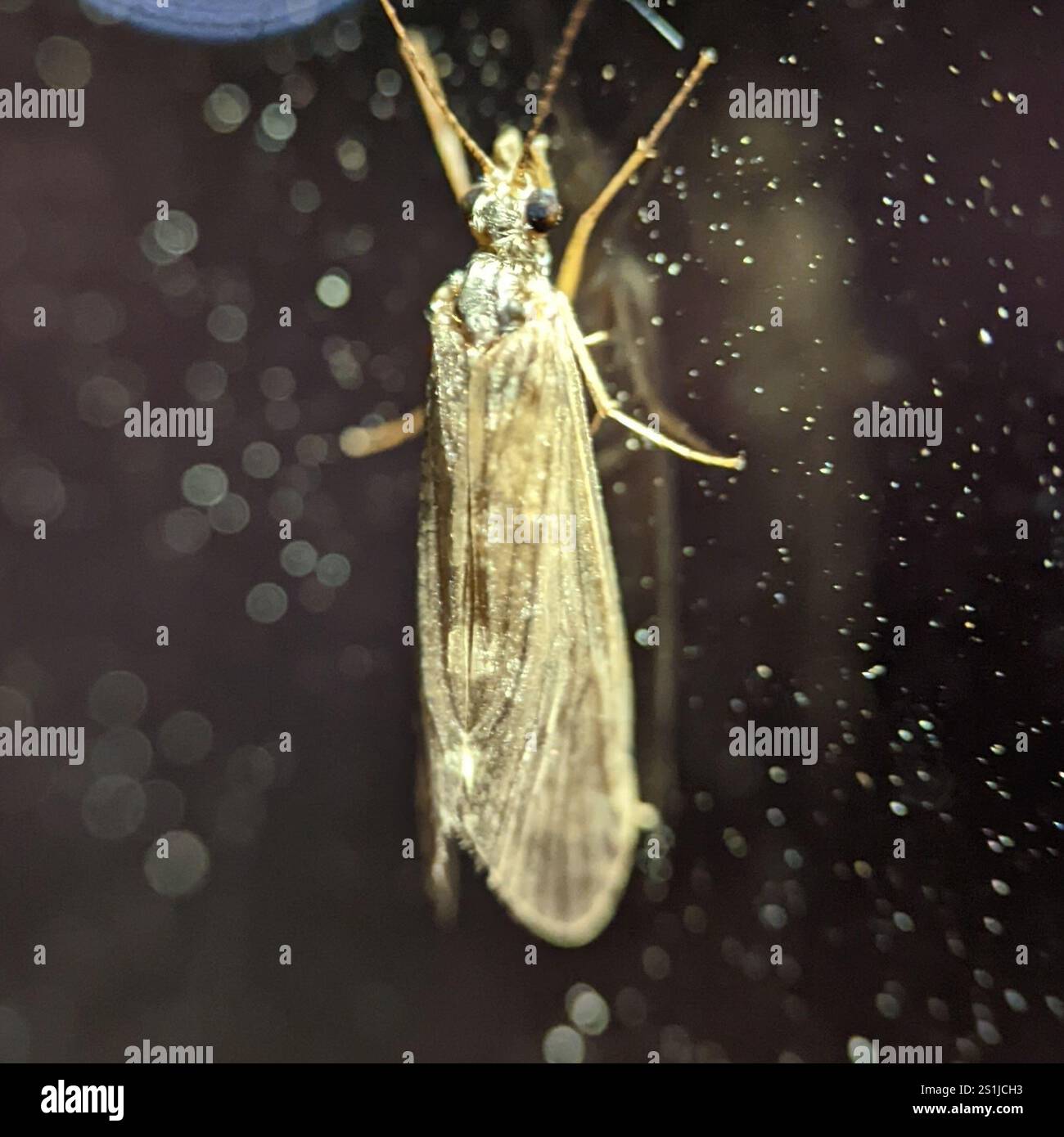 Net-spinning Caddisflies (Hydropsychidae Stock Photo - Alamy