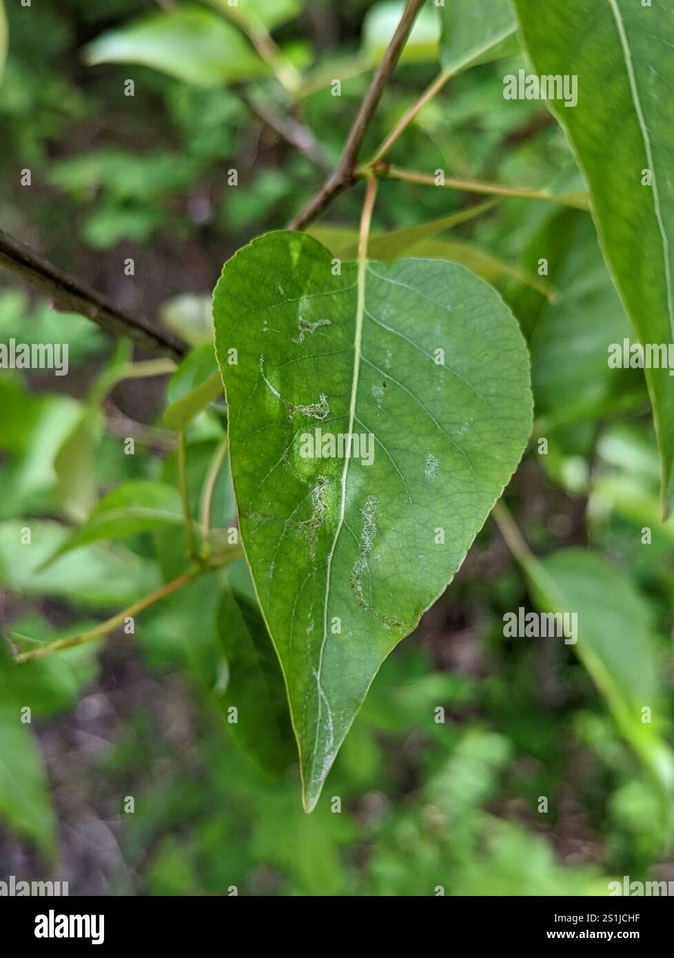 black cottonwood (Populus trichocarpa Stock Photo - Alamy