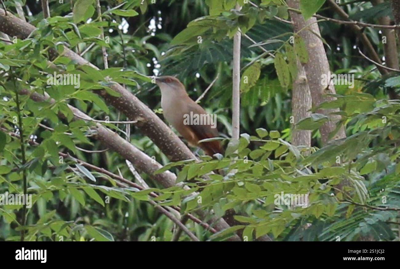 Great Lizard-Cuckoo (Coccyzus merlini Stock Photo - Alamy