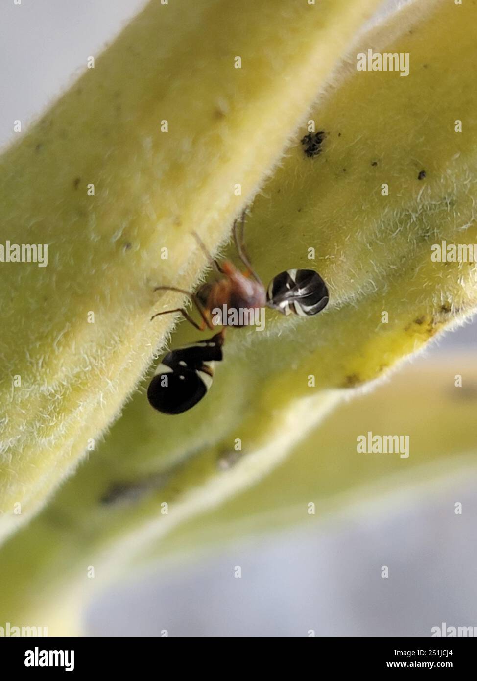Common Picture-winged Fly (Delphinia picta Stock Photo - Alamy