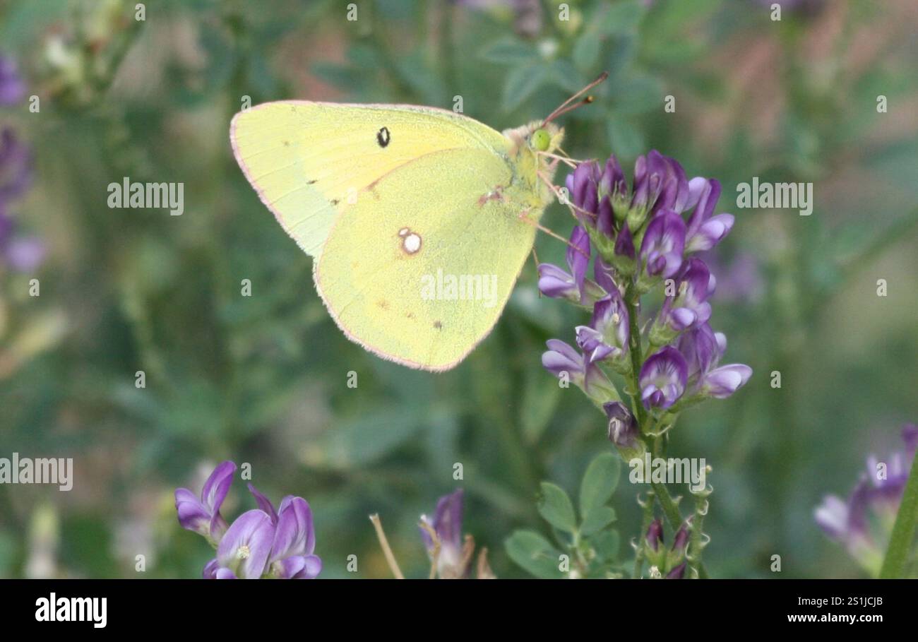 Orange Sulphur (Colias eurytheme Stock Photo - Alamy