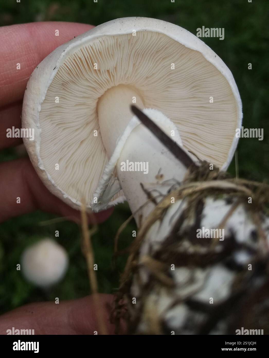 White Dapperling (Leucoagaricus leucothites Stock Photo - Alamy