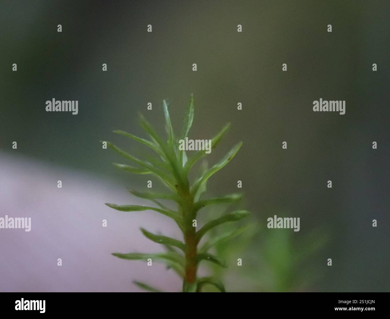 transparent fork-moss (Dichodontium pellucidum Stock Photo - Alamy