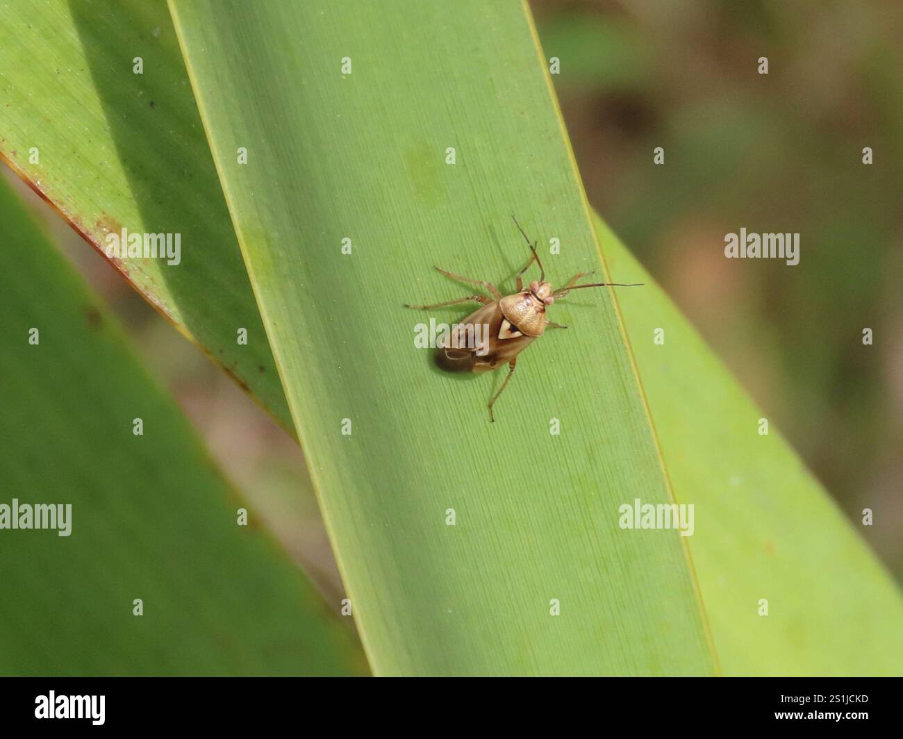 North American Tarnished Plant Bug (Lygus lineolaris Stock Photo - Alamy