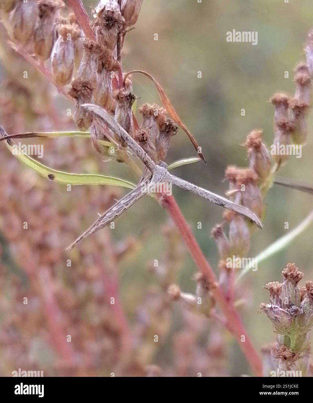 Morning-glory Plume Moth (Emmelina monodactyla Stock Photo - Alamy