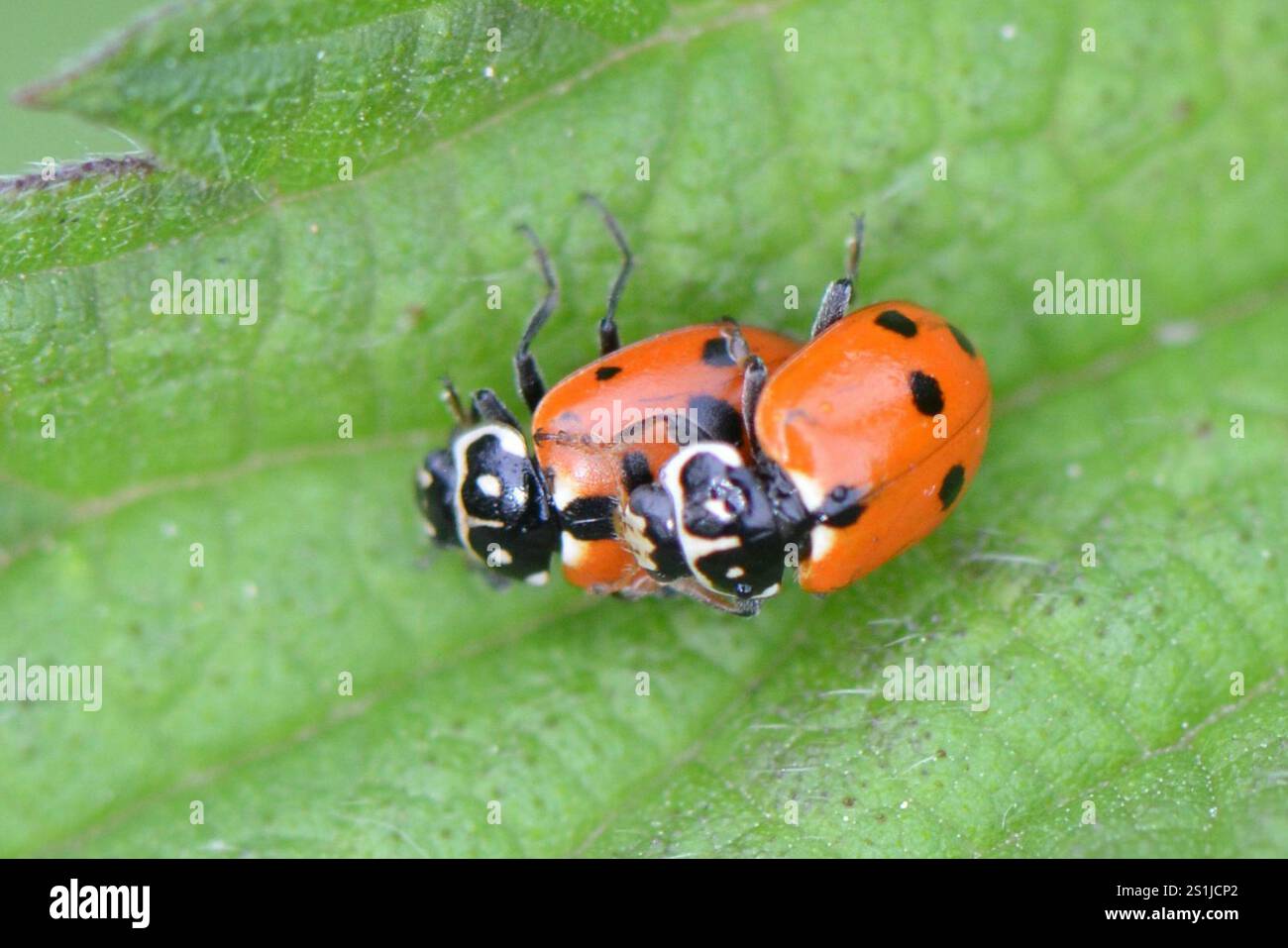 Variegated Lady Beetle (Hippodamia variegata Stock Photo - Alamy