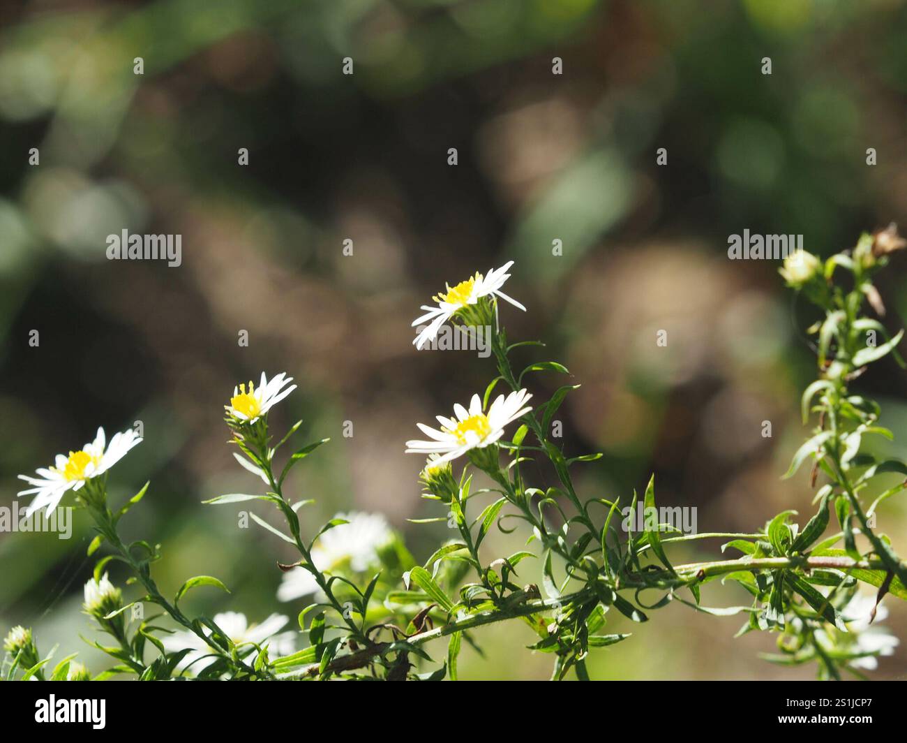 hairy white oldfield aster (Symphyotrichum pilosum Stock Photo - Alamy