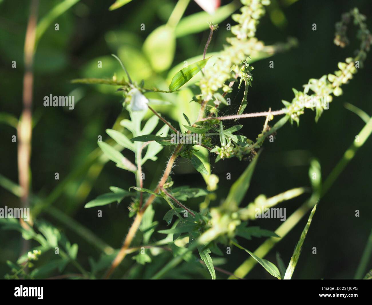 common ragweed (Ambrosia artemisiifolia Stock Photo - Alamy