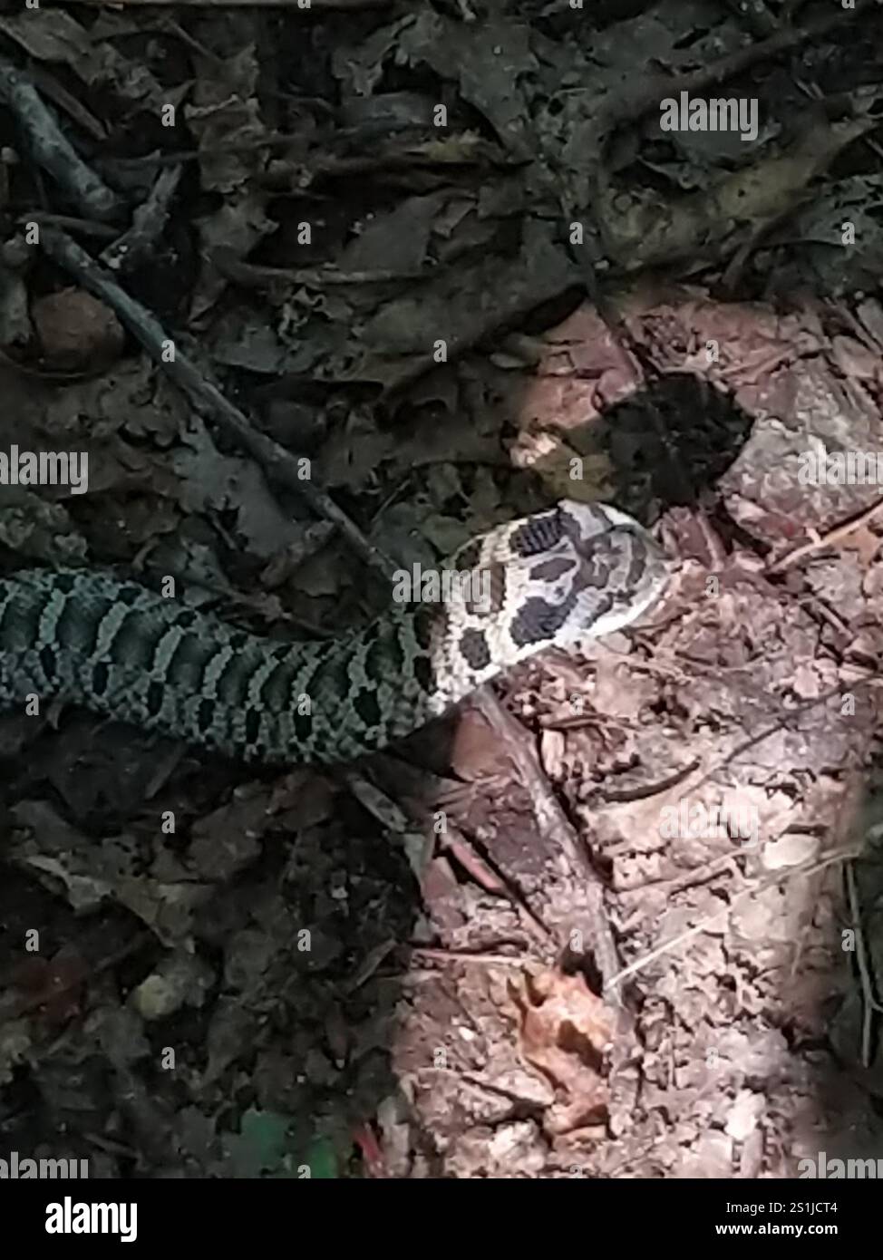 Eastern Hognose Snake (Heterodon platirhinos Stock Photo - Alamy