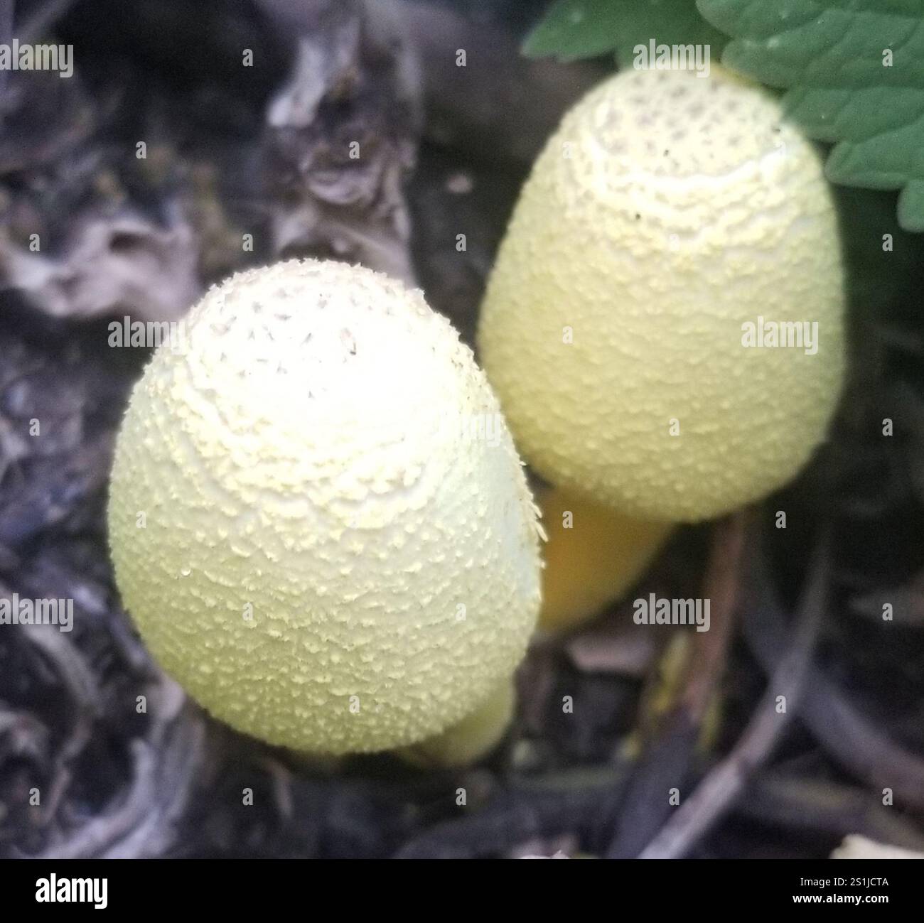 flowerpot parasol (Leucocoprinus birnbaumii Stock Photo - Alamy
