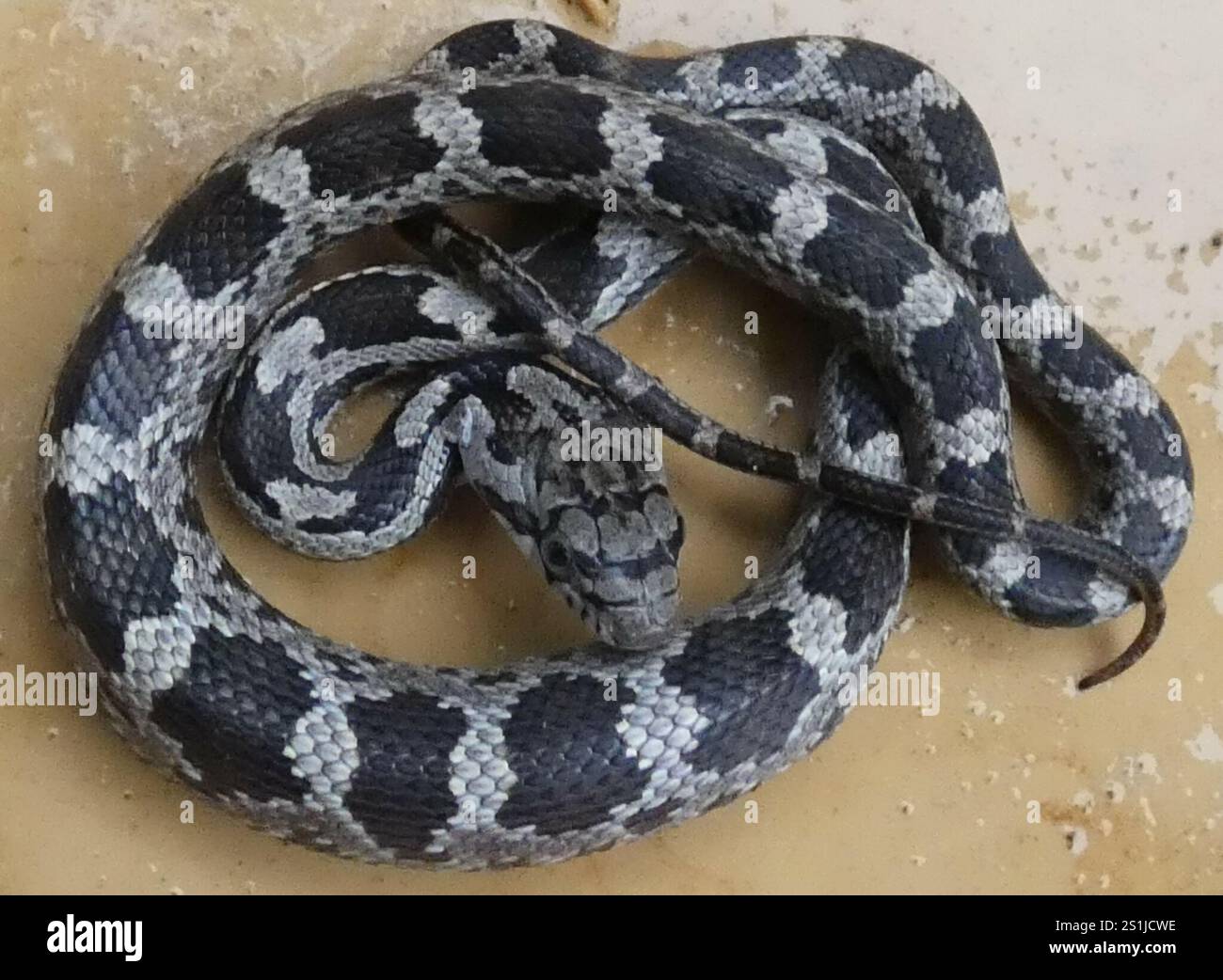 Eastern Ratsnake (Pantherophis alleghaniensis Stock Photo - Alamy