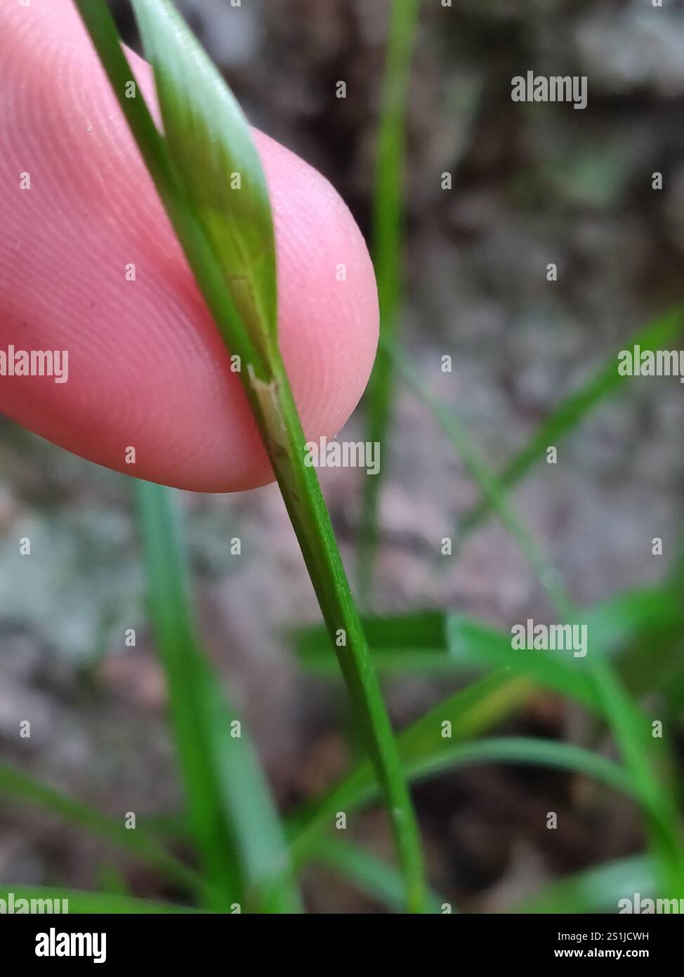 bladder sedge (Carex intumescens Stock Photo - Alamy
