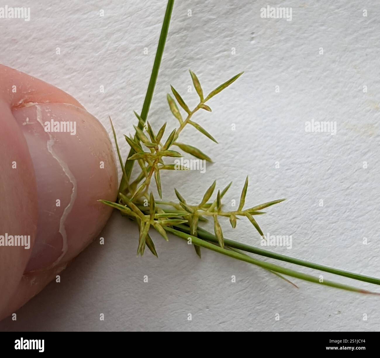 Bunchy flat-sedge (Cyperus polystachyos Stock Photo - Alamy