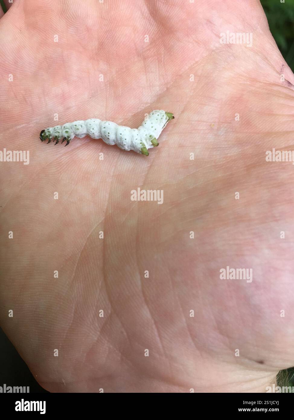 Plusiine Looper Moths (Plusiinae Stock Photo - Alamy