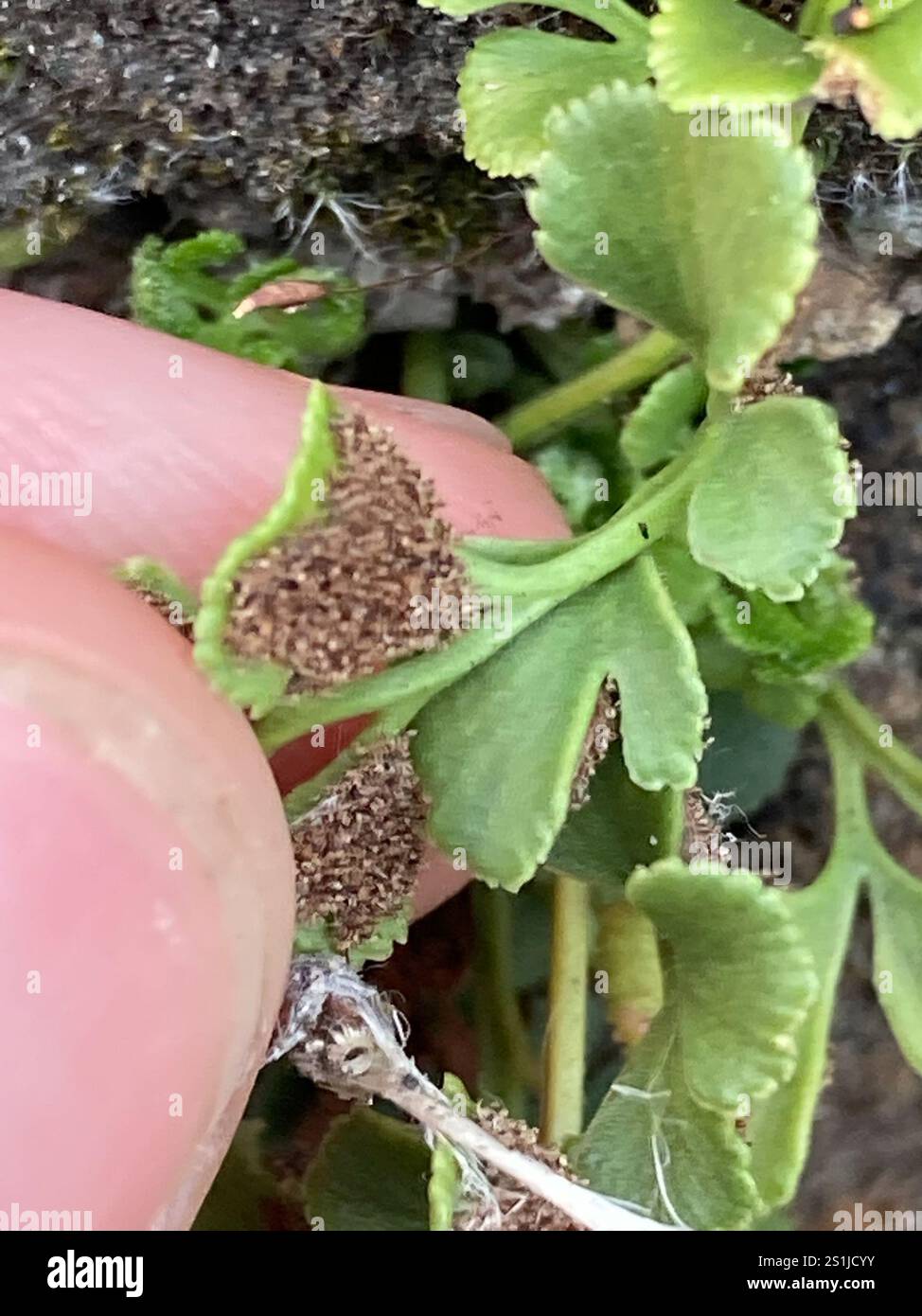 wall-rue (Asplenium ruta-muraria Stock Photo - Alamy